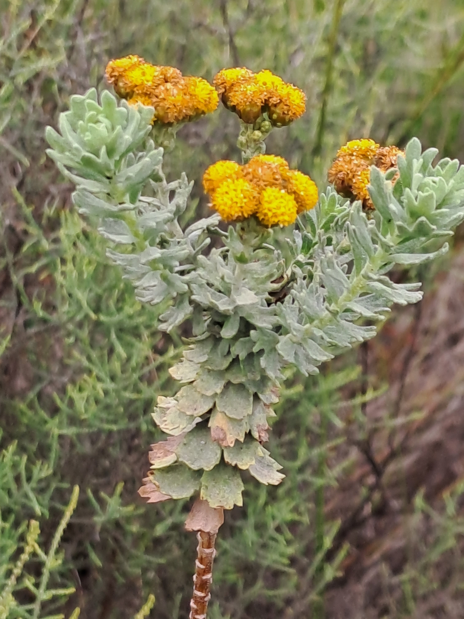 Athanasia trifurcata (L.) L.