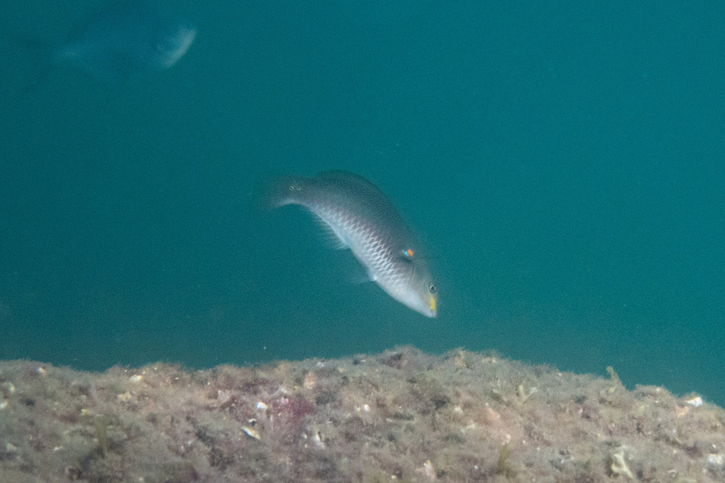 Redshoulder Wrasse from Sydney NSW, Australia on March 19, 2023 at 03: ...