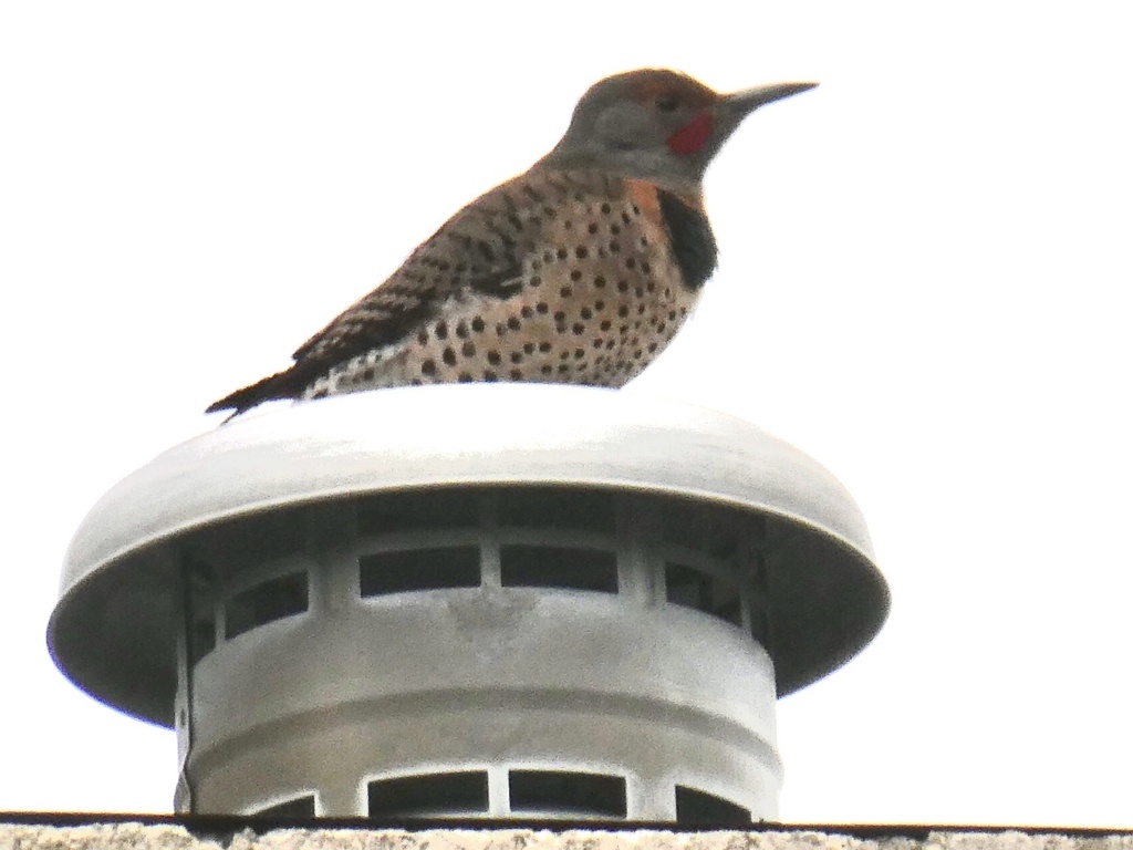 Northern Flicker from Haliday Cres, Nanaimo, BC, CA on March 20, 2023 ...