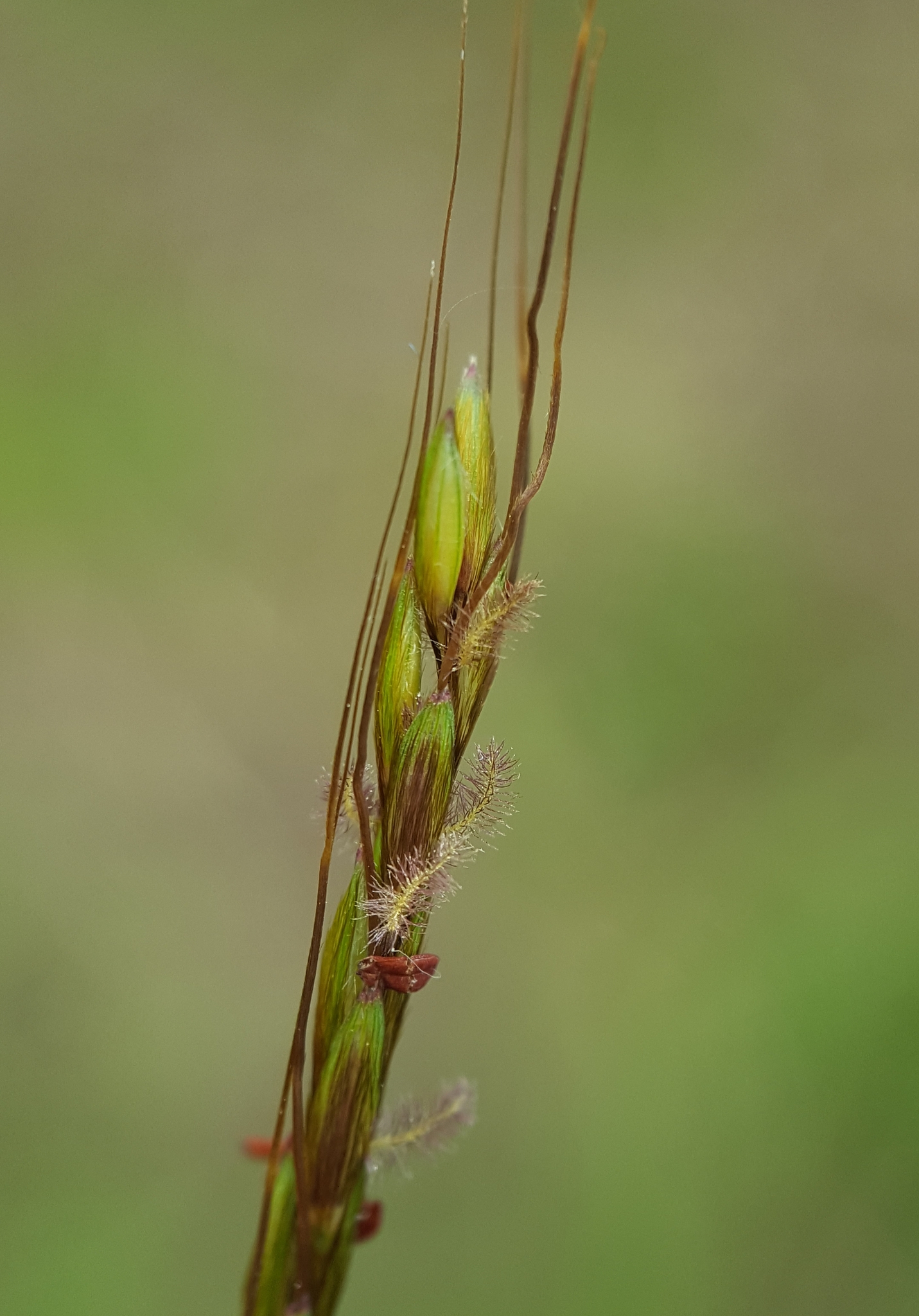 Hyparrhenia rufa (Nees) Stapf