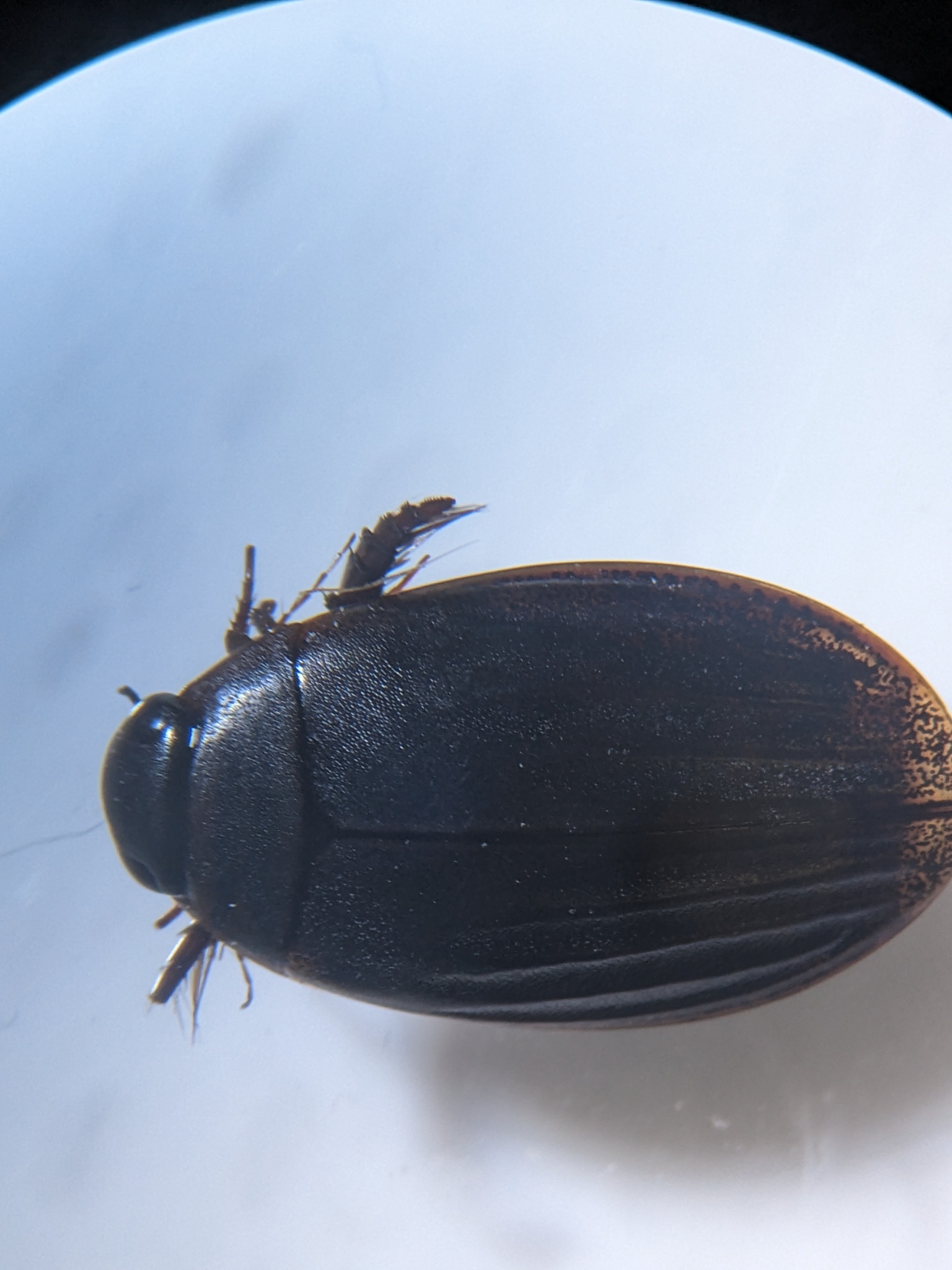 Acilius semisulcatus Aubé, 1838