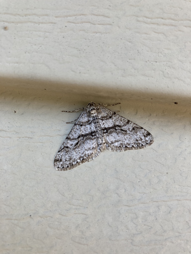 Half-wing Moth from Cherrywood Ln, Lehighton, PA, US on March 20, 2023 ...