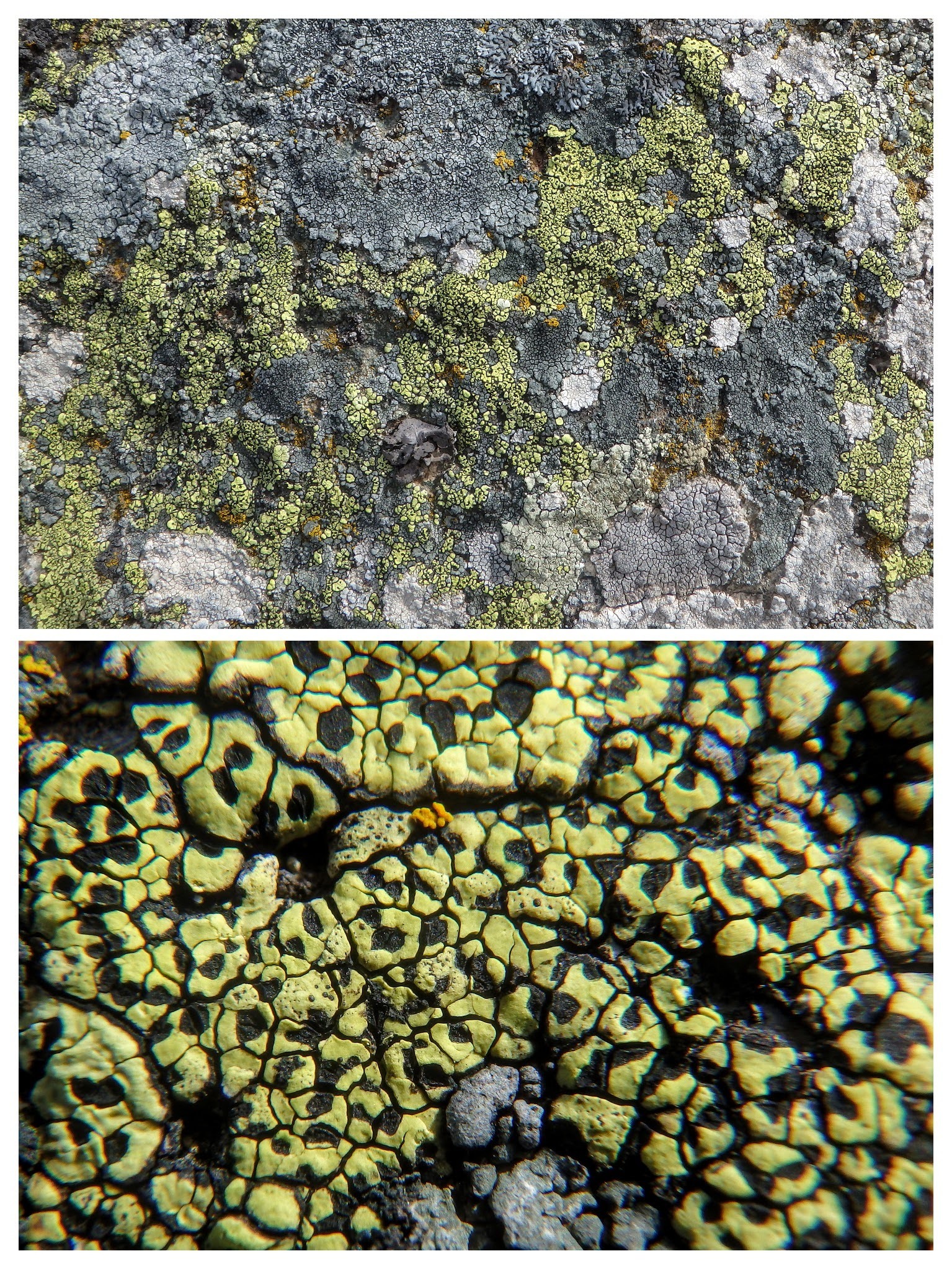 Rhizocarpon geographicum (L.) DC.