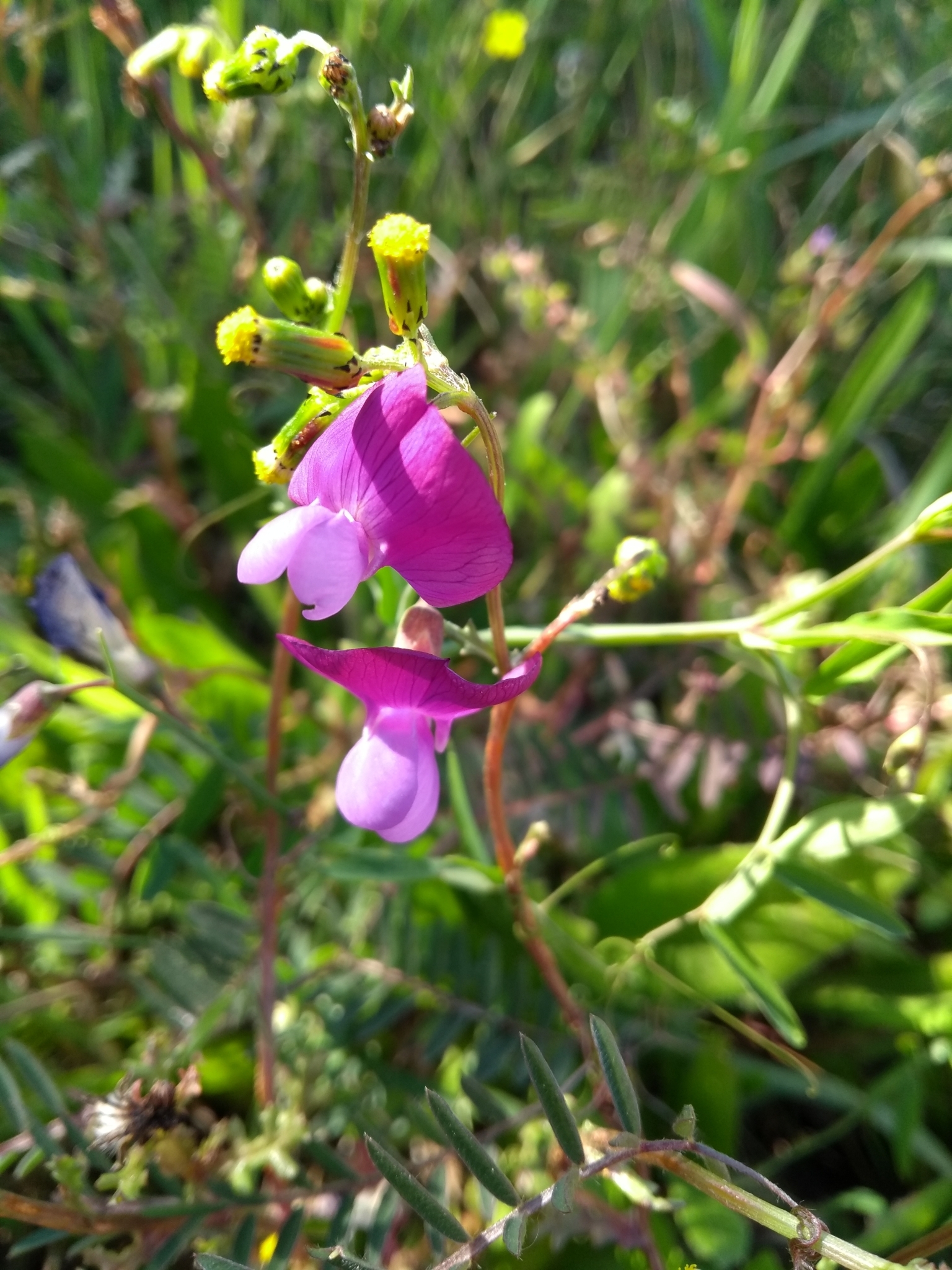 Lathyrus clymenum L.
