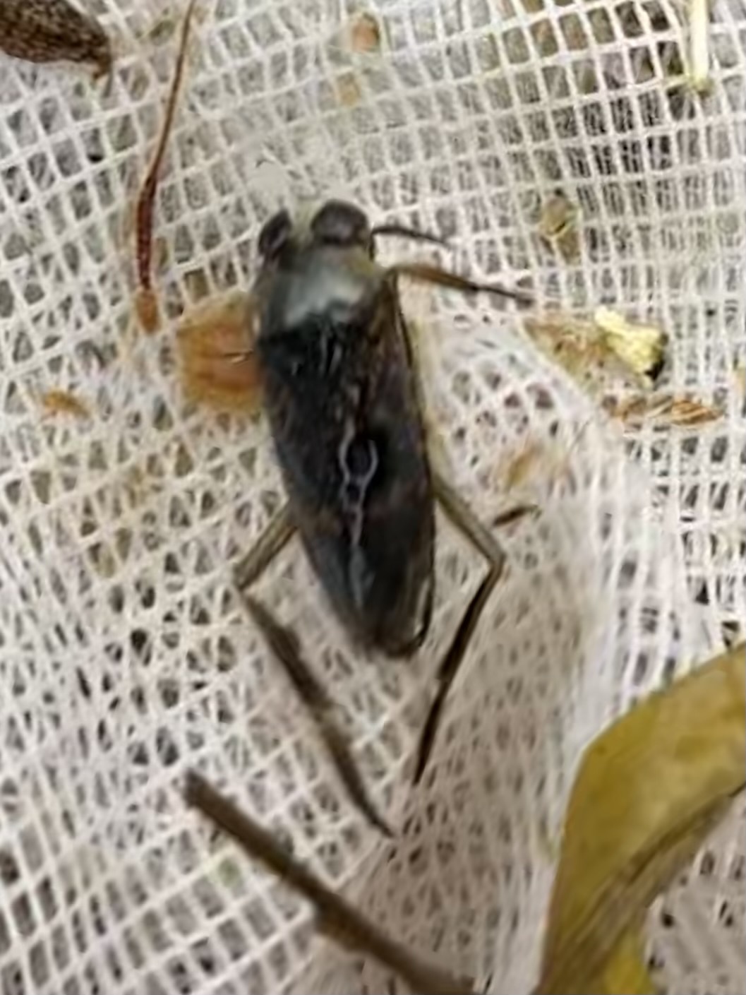 Notonecta irrorata Uhler, 1879