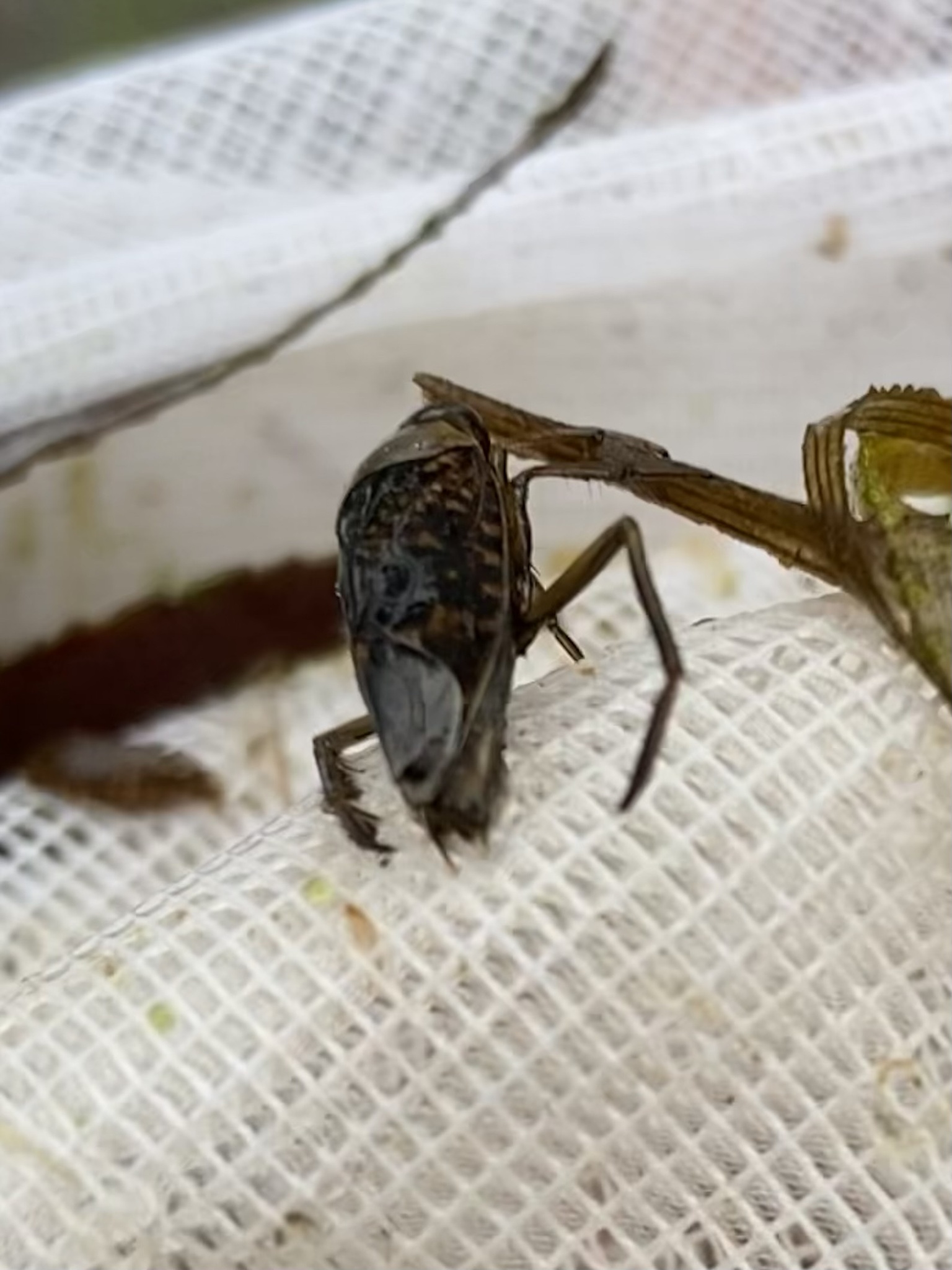 Notonecta irrorata Uhler, 1879