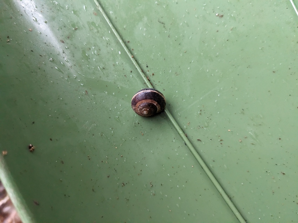 Helicoid Land Snails from Watford, UK on March 20, 2023 at 05:21 PM by ...