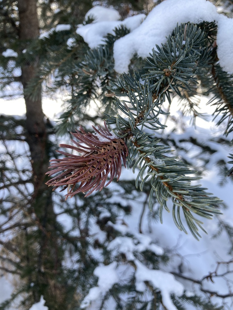 spruce aphids from Kananaskis, AB T0L, Canada on March 09, 2023 at 11: ...