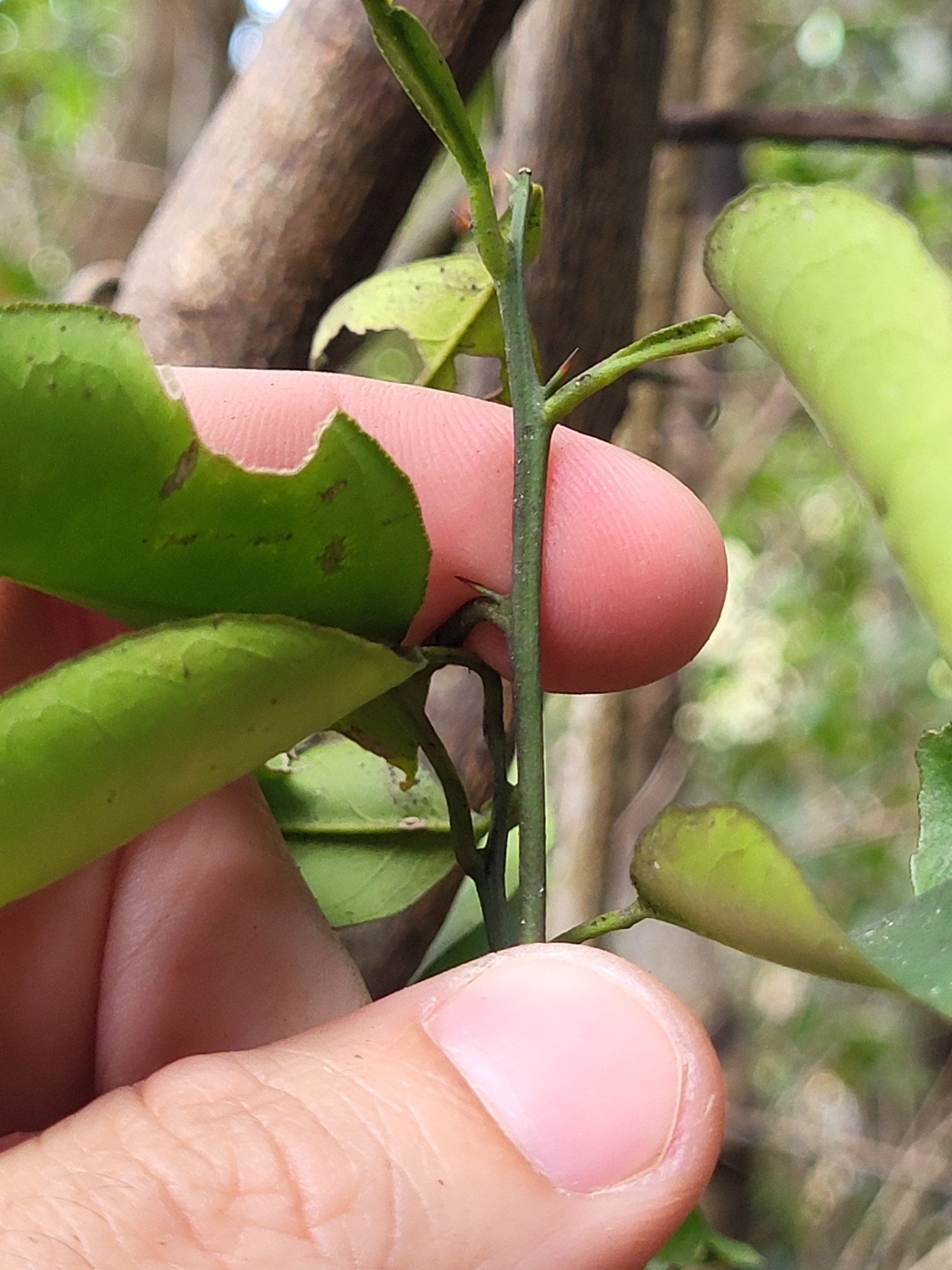Citrus reticulata Blanco