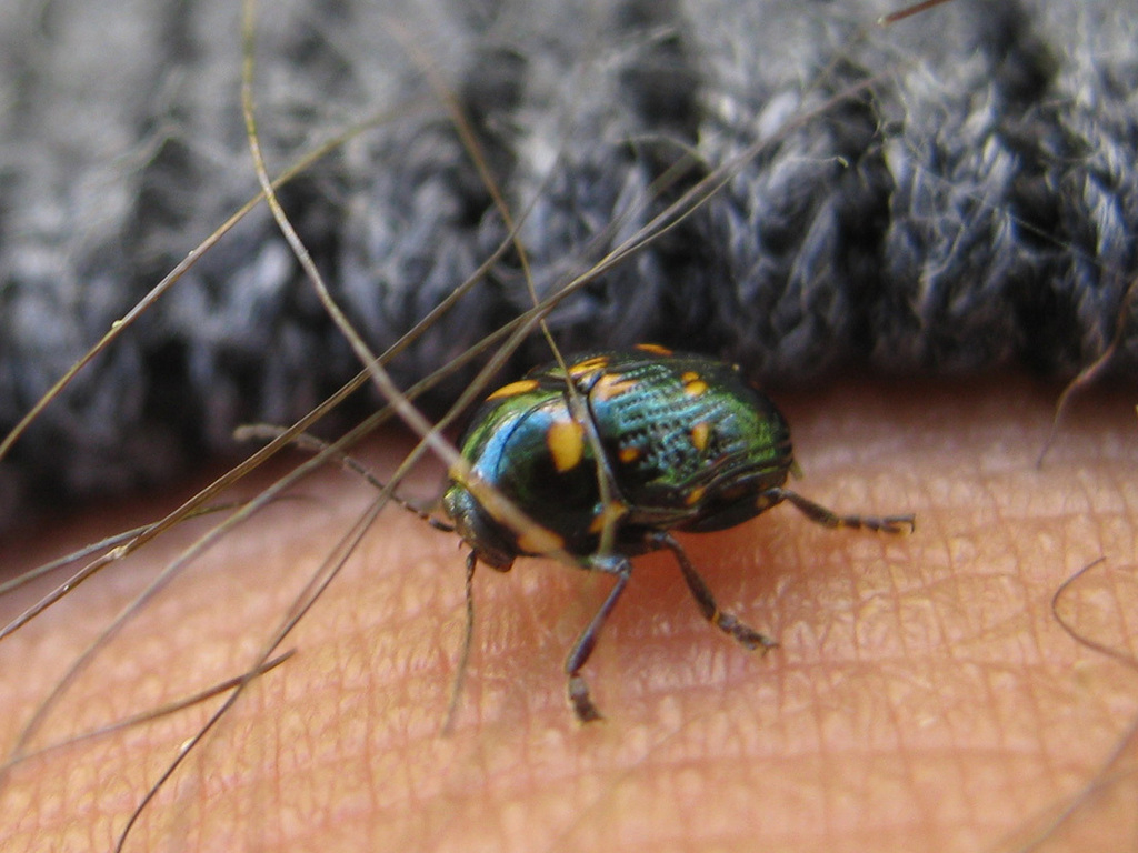 Cryptocephalus nigrocinctus from West End, FL, USA on August 3, 2010 at ...