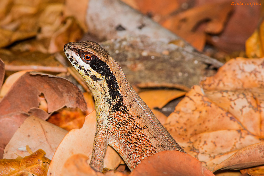 Cuban Curlytail Lizard (Herps of Oriental Cuba) · iNaturalist
