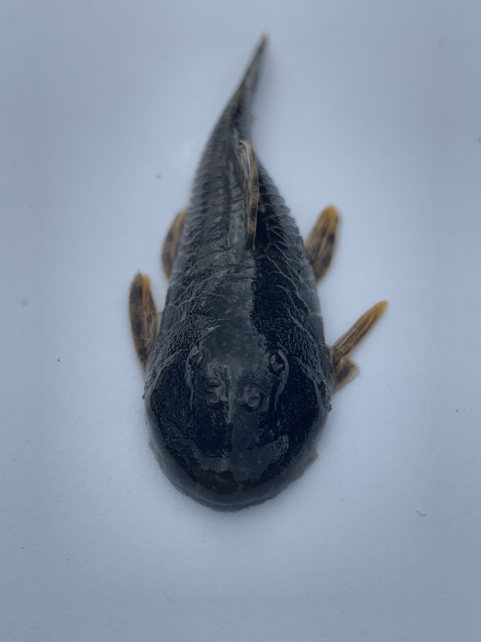 Chaetostoma microps Günther, 1864
