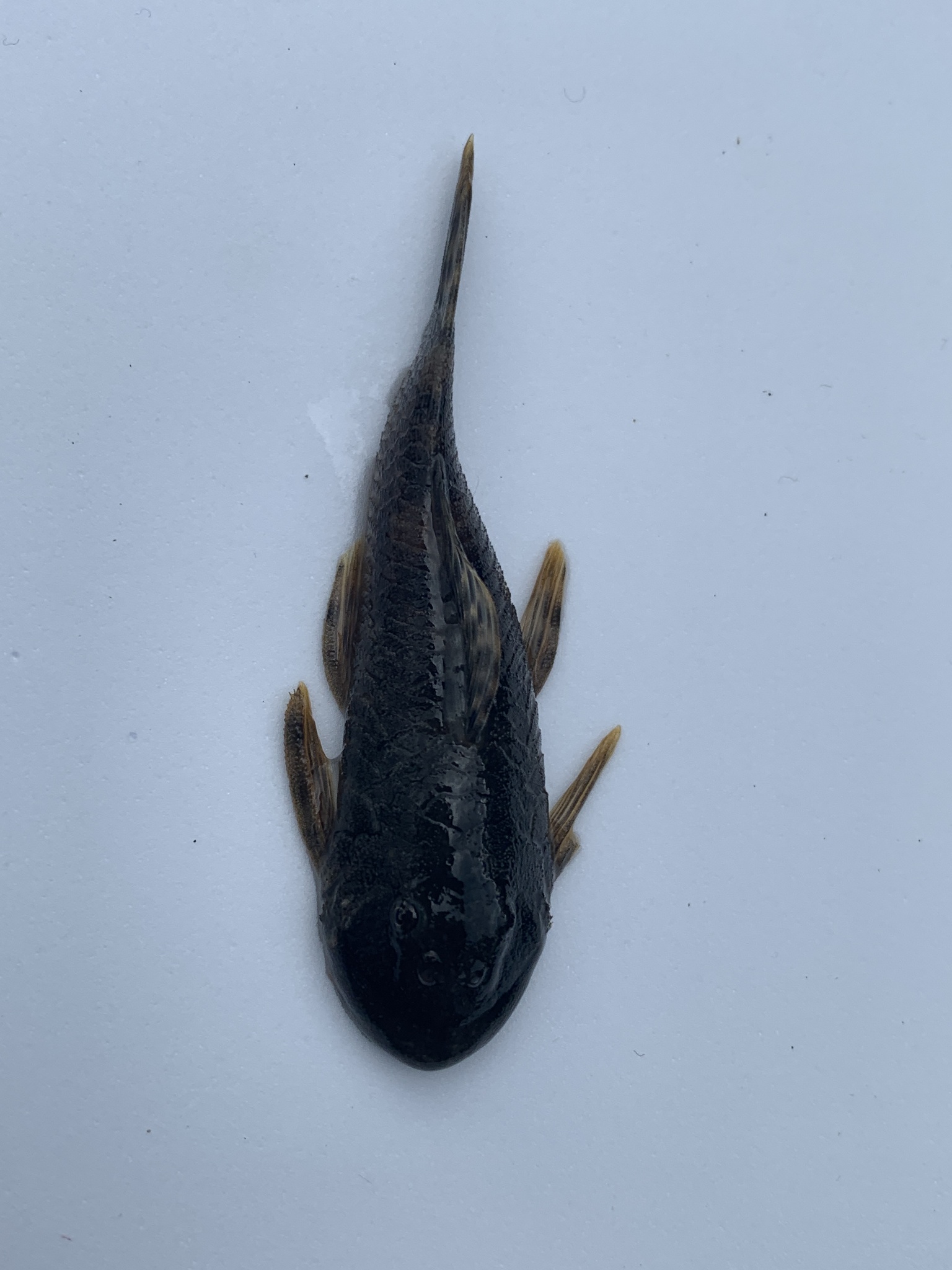 Chaetostoma microps Günther, 1864