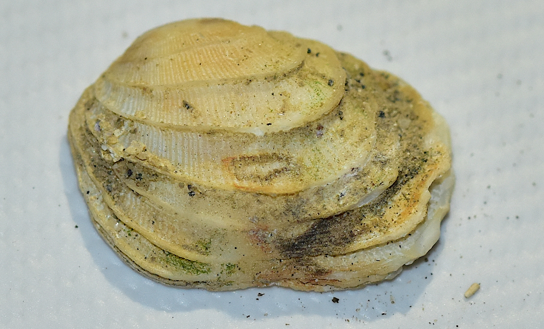 Irus irus (Linnaeus, 1758)