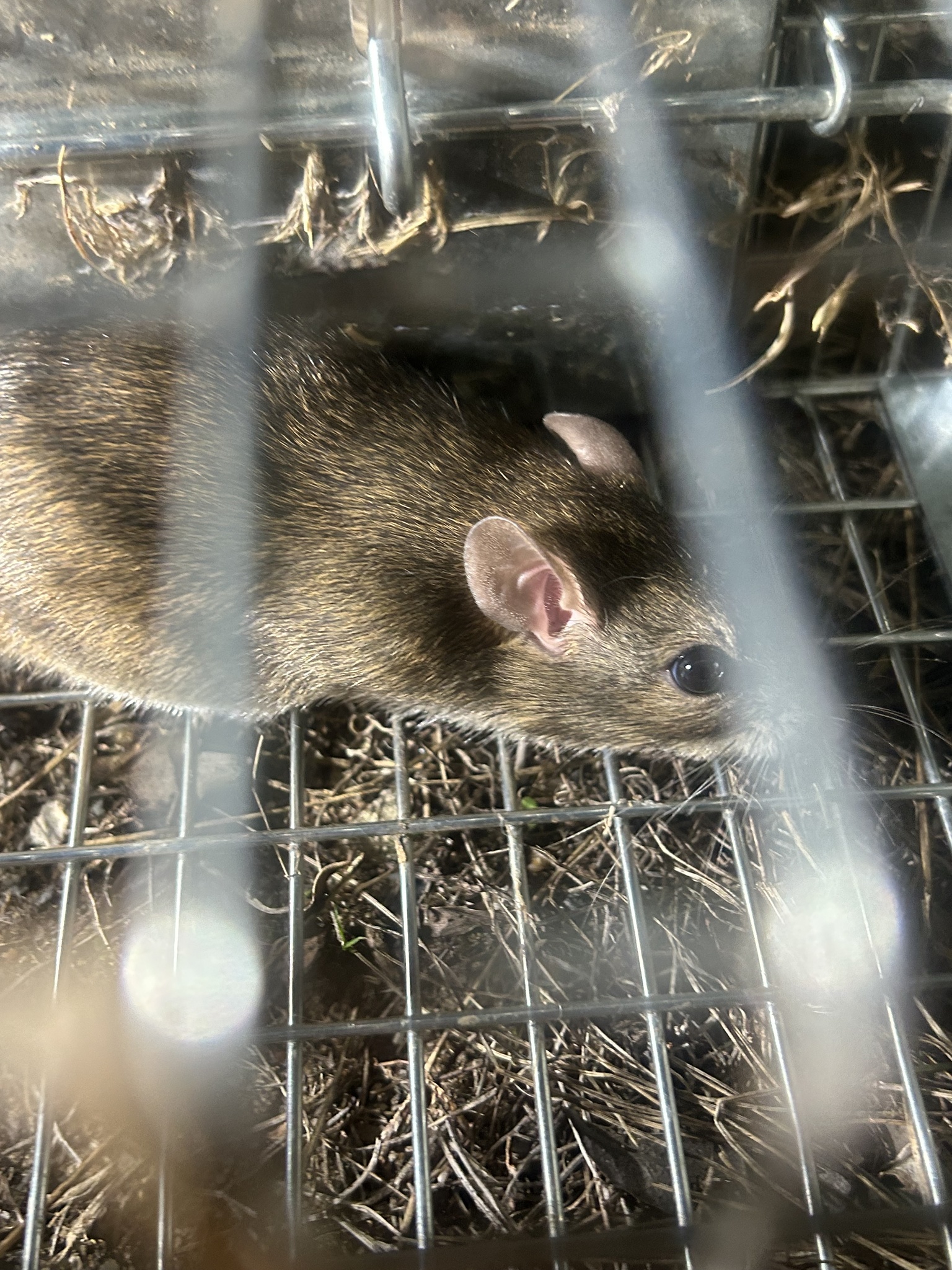 Rattus tunneyi (Thomas, 1904)