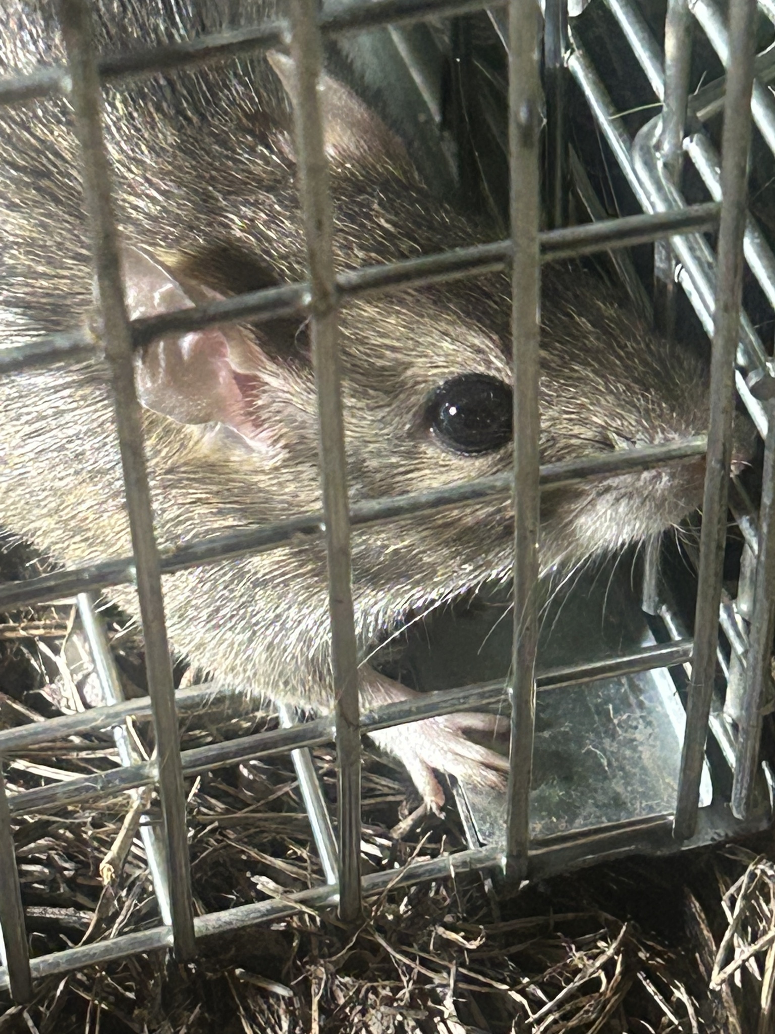 Rattus tunneyi (Thomas, 1904)