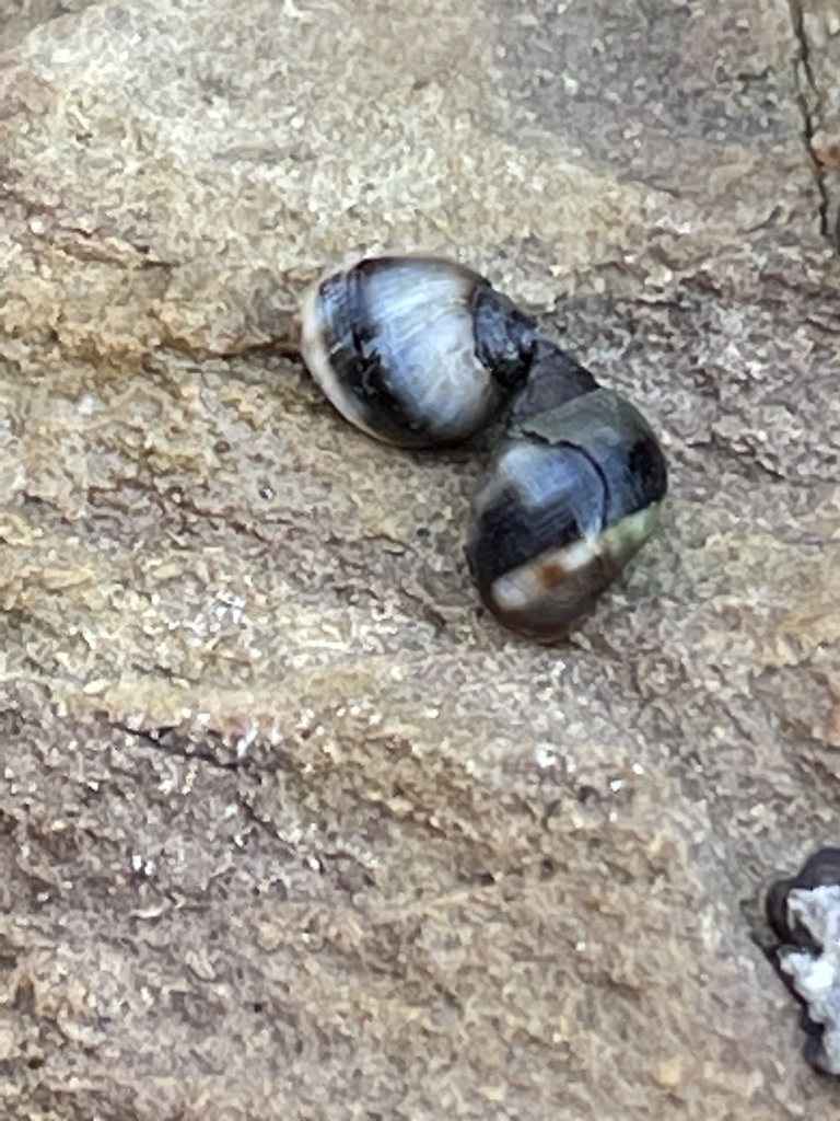 Eroded Periwinkle from Newport Bay, Newport Beach, CA, US on March 18 ...