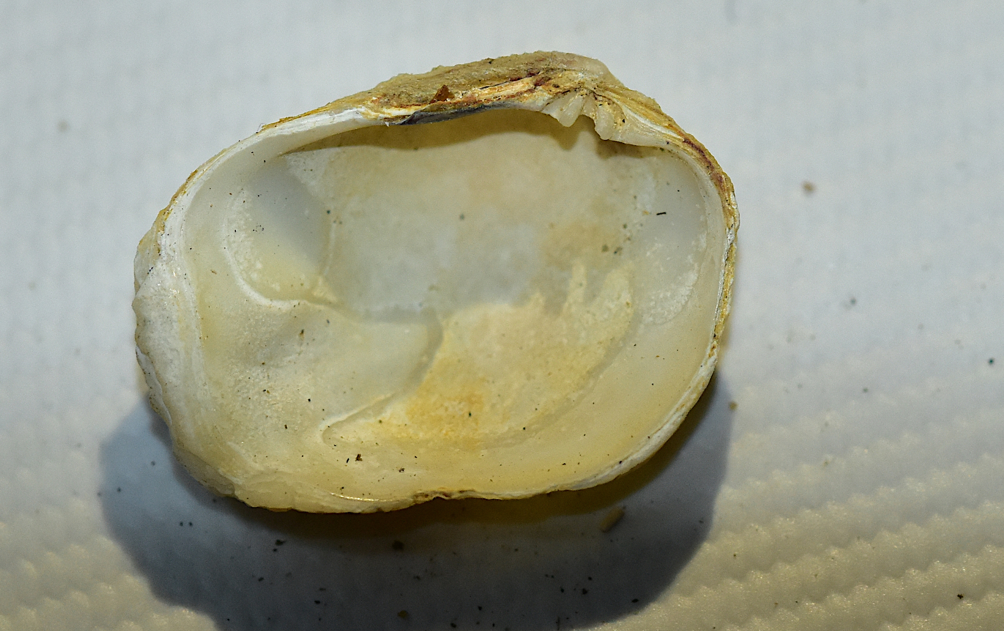 Irus irus (Linnaeus, 1758)