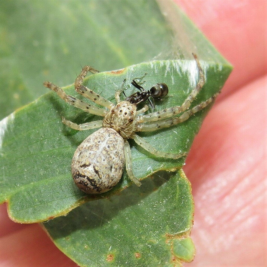 Octopus Spiders from Wallaga Lake NSW 2546, Australia on March 20, 2023 ...