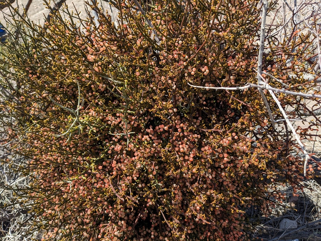 Mesquite Mistletoe from Clark County, NV, USA on March 17, 2023 at 12: ...