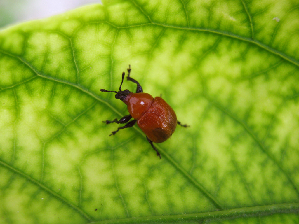 Oak Leaf Rolling Weevil from West End, FL, USA on July 20, 2010 at 09: ...