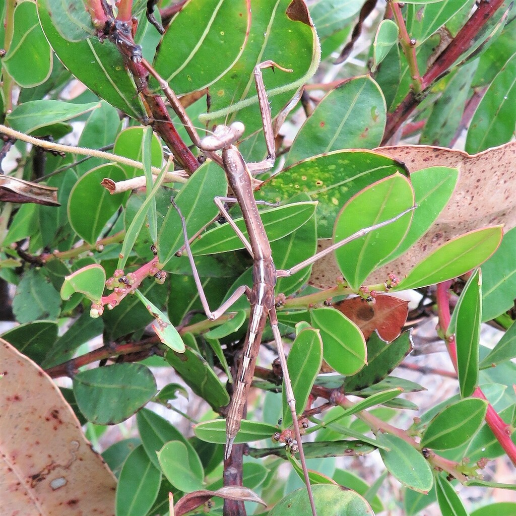 Australian Grass Mantises from Wallaga Lake NSW 2546, Australia on ...
