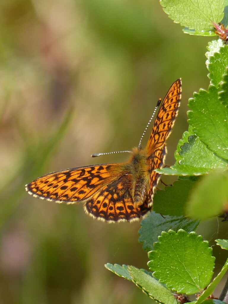 Bog Fritillary from Arvidsjaur, Suède on June 22, 2021 by mathieu ...