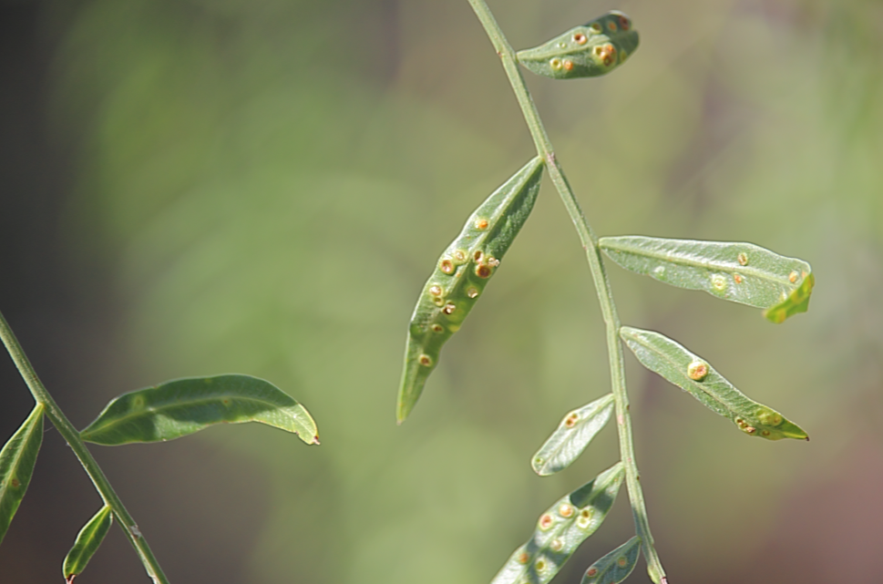 Peppertree Psyllid from Santiago, Región Metropolitana, Chile on March ...