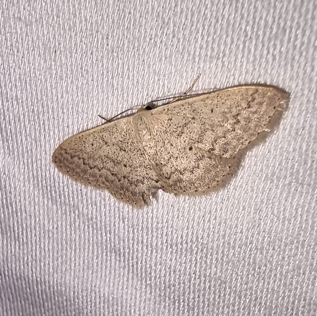 Varied Wave Moth from Pentland Hills VIC 3341, Australia on March 18 ...