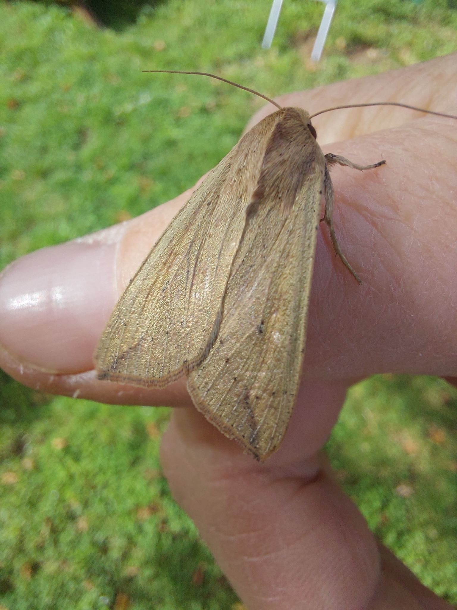 Mythimna separata (Walker, 1865)