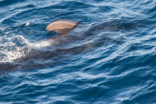 Grindwal (Madeira Wale) · iNaturalist