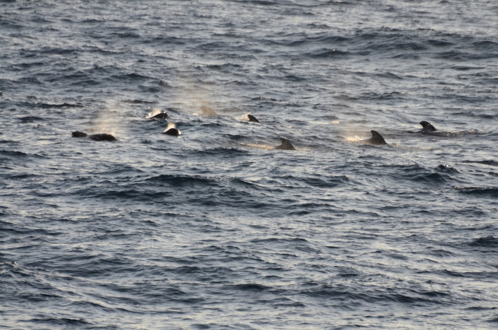 Grindwal (Madeira Wale) · iNaturalist