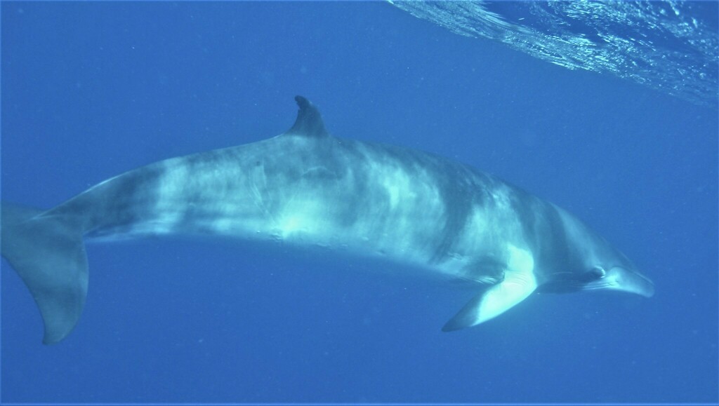 Zwergwal (Madeira Wale) · iNaturalist