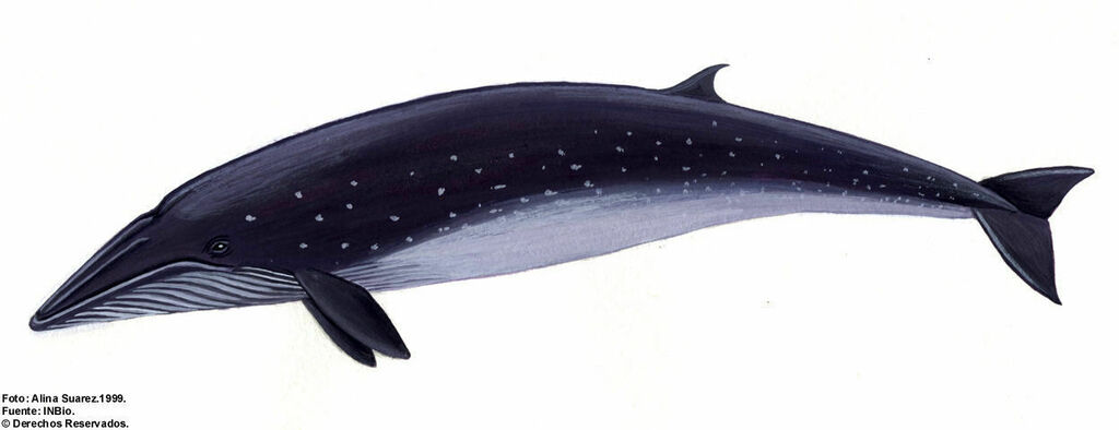 Brydewal (Madeira Wale) · iNaturalist