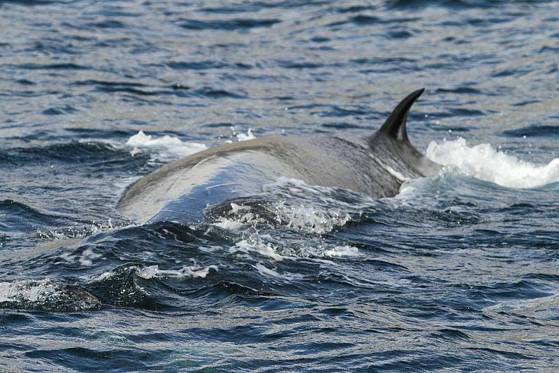 Brydewal (Madeira Wale) · iNaturalist