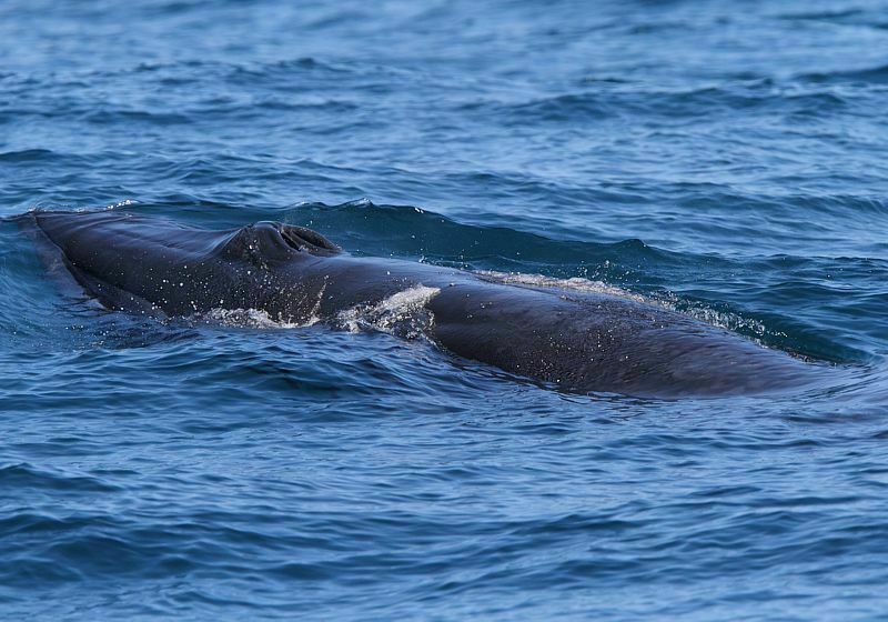 Brydewal (Madeira Wale) · iNaturalist