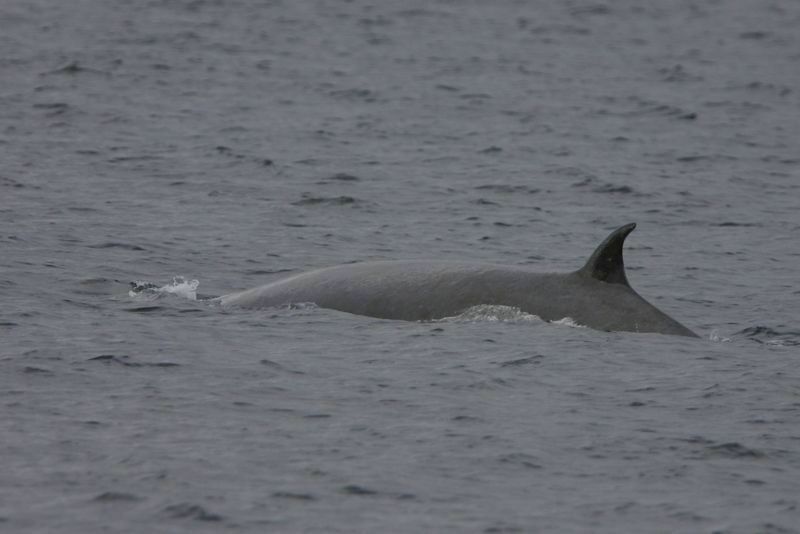 Brydewal (Madeira Wale) · iNaturalist