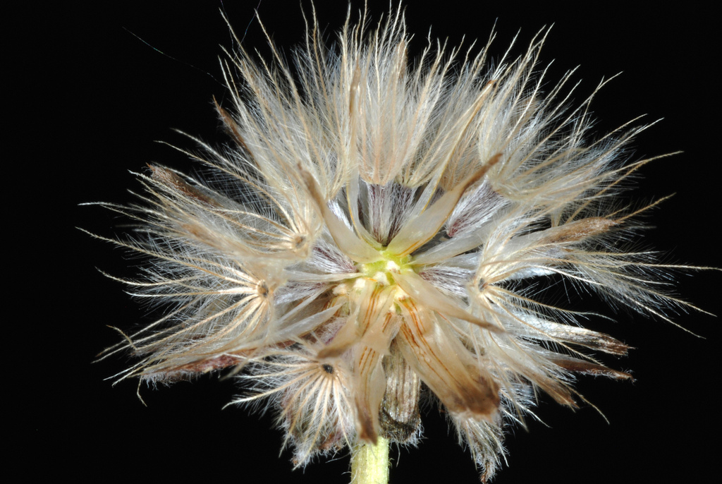 Tridax daisy (Tridax procumbens) - Botanical Realm