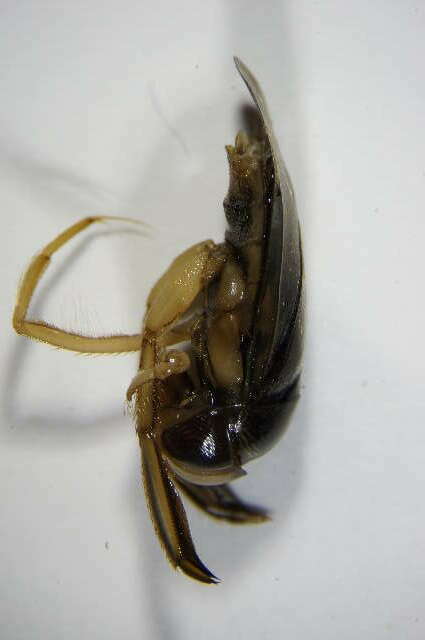 Corixa punctata (Madeira True Bugs) · iNaturalist