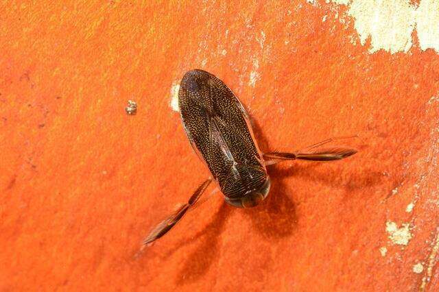 Corixa punctata (Madeira True Bugs) · iNaturalist