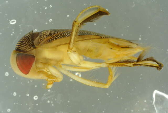 Corixa punctata (Madeira True Bugs) · iNaturalist