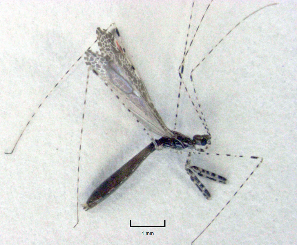 Empicoris rubromaculatus (Madeira True Bugs) · iNaturalist