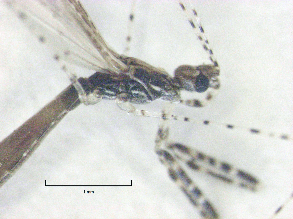 Empicoris rubromaculatus (Madeira True Bugs) · iNaturalist