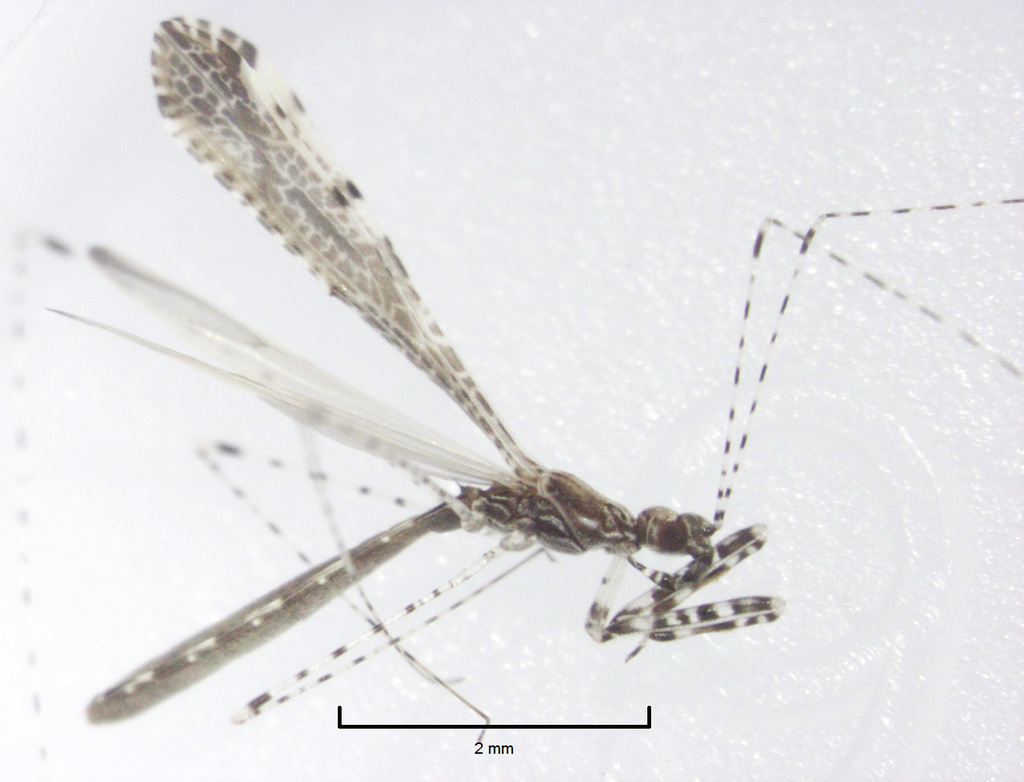 Empicoris rubromaculatus (Madeira True Bugs) · iNaturalist