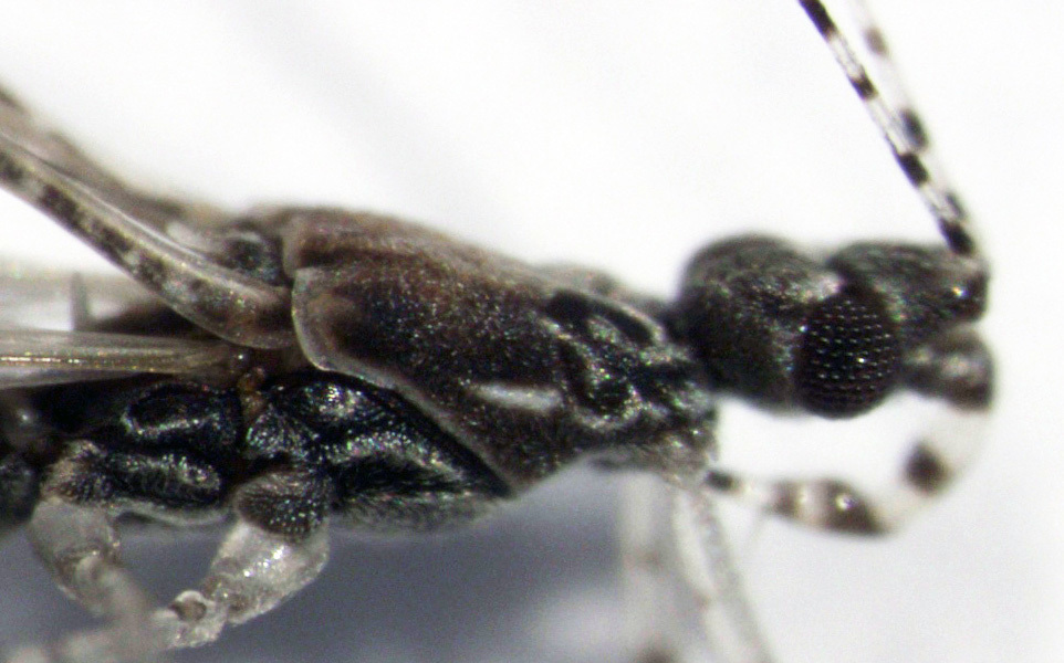 Empicoris rubromaculatus (Madeira True Bugs) · iNaturalist