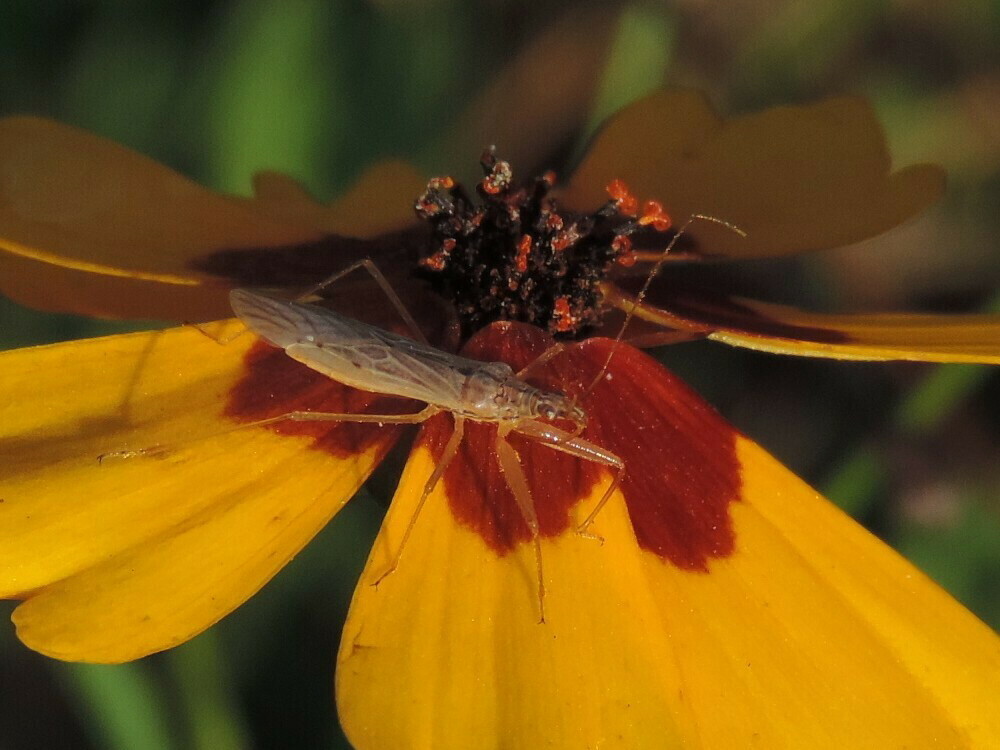 Nabis capsiformis (Madeira True Bugs) · iNaturalist