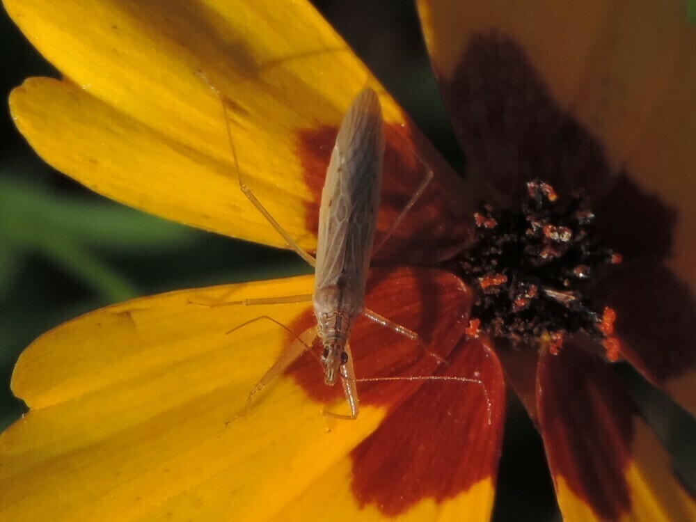 Nabis capsiformis (Madeira True Bugs) · iNaturalist
