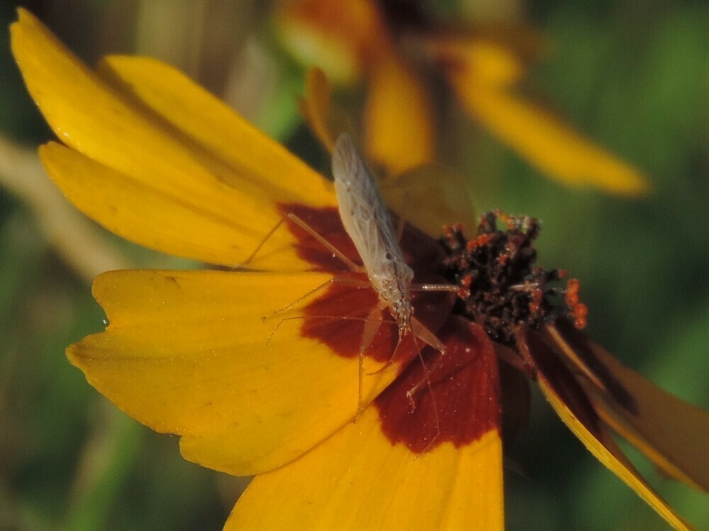 Nabis capsiformis (Madeira True Bugs) · iNaturalist