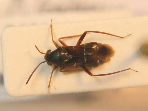 Pilophorus perplexus (Madeira True Bugs) · iNaturalist