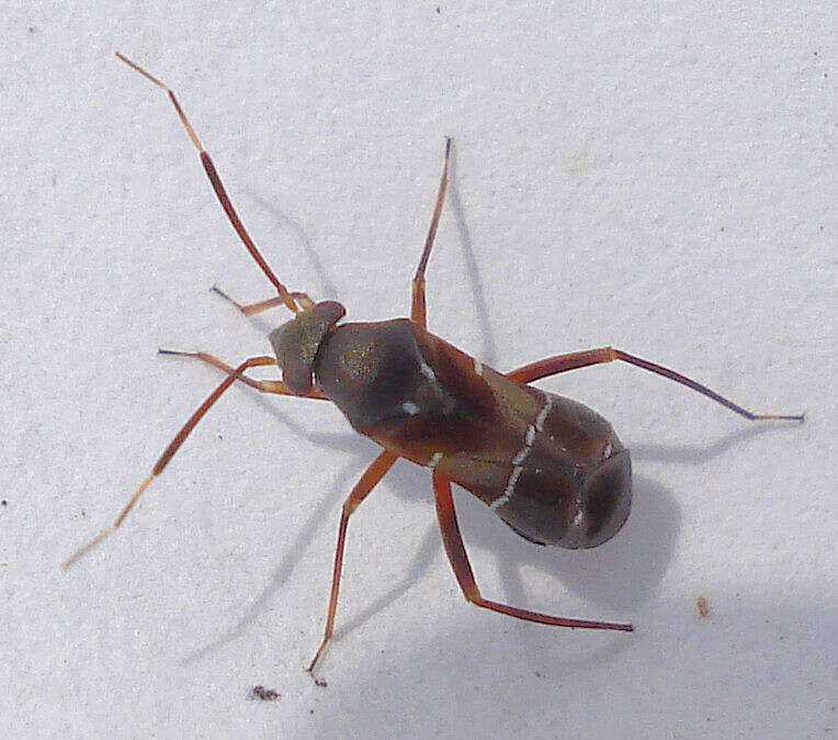 Pilophorus perplexus (Madeira True Bugs) · iNaturalist